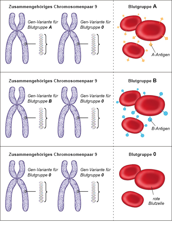Wie funktioniert die Vererbung? - gesundheitsinformation.de