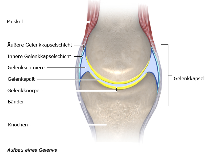 Wie funktionieren Gelenke? - gesundheitsinformation.de