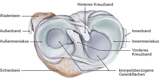 Wie funktioniert das Knie? - gesundheitsinformation.de